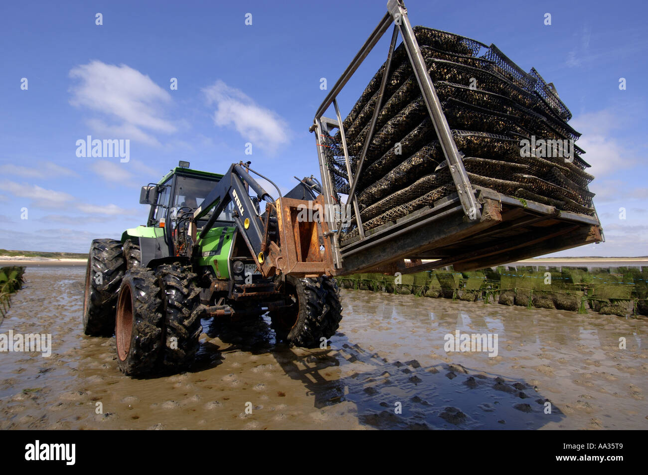 Sylt, List, oyster beds of the Dittmeyer's Austern Compagnie Stock ...