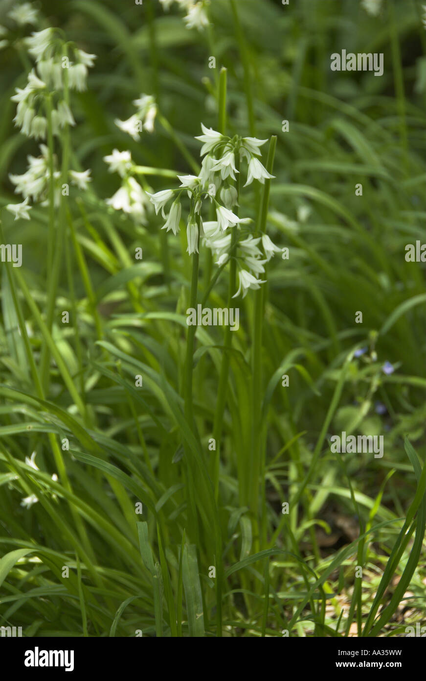 Three cornered leek allium triquetrum naturalised in dappled woodland ...