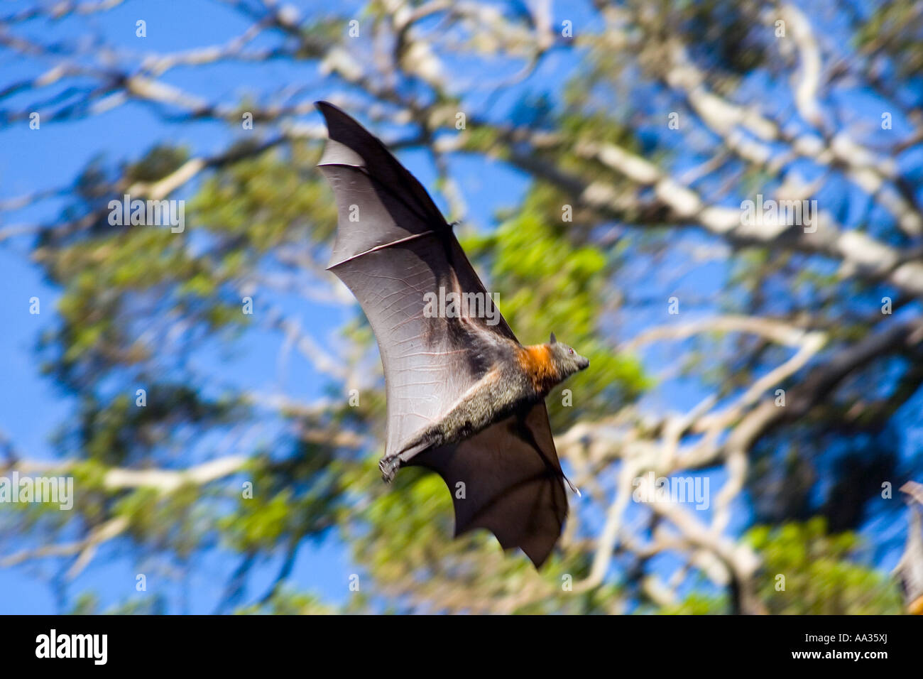 Grey Headed Flying Fox, Pteropus poliocephalus. Endemic to eastern ...