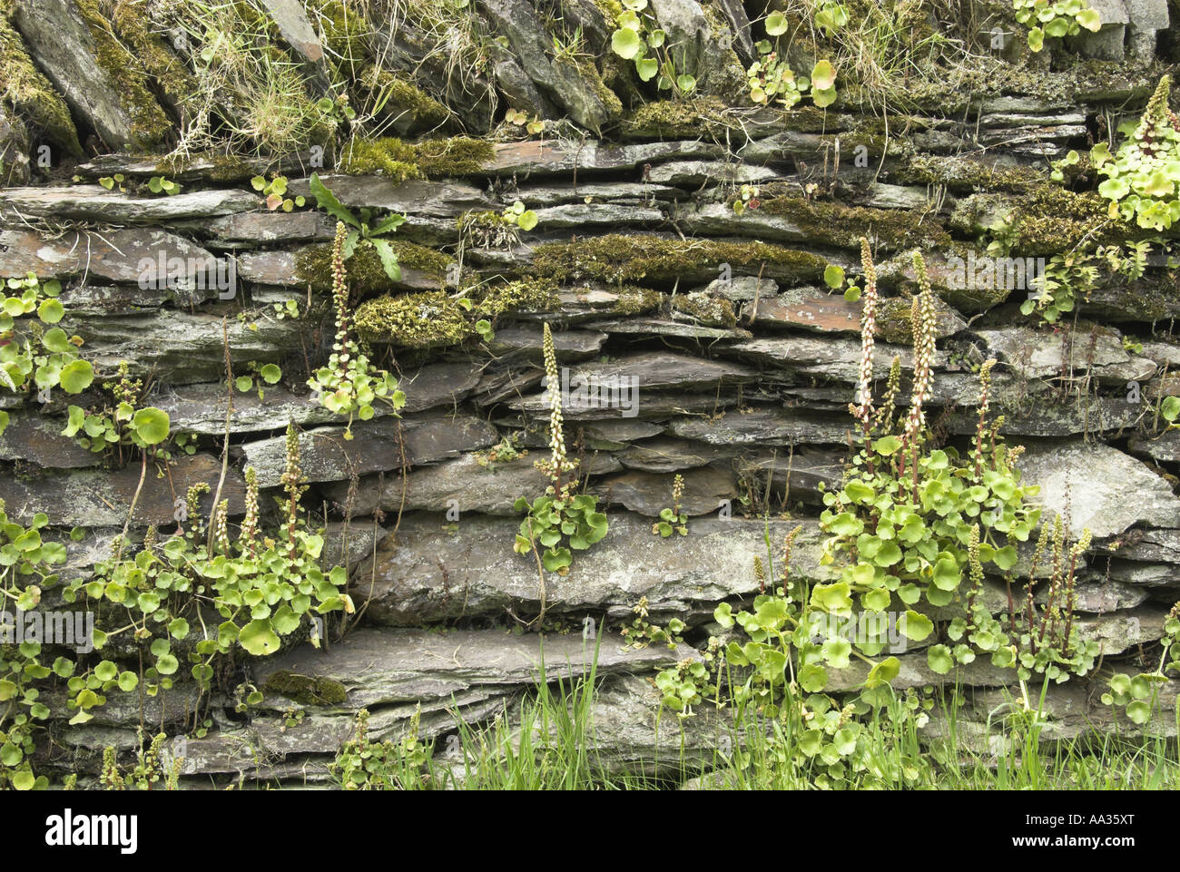 Umbilicus rupestris pennywort hi-res stock photography and images - Alamy