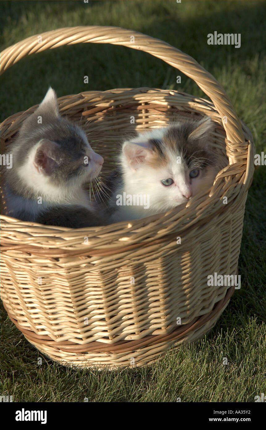 Two kittens in the basket Stock Photo - Alamy
