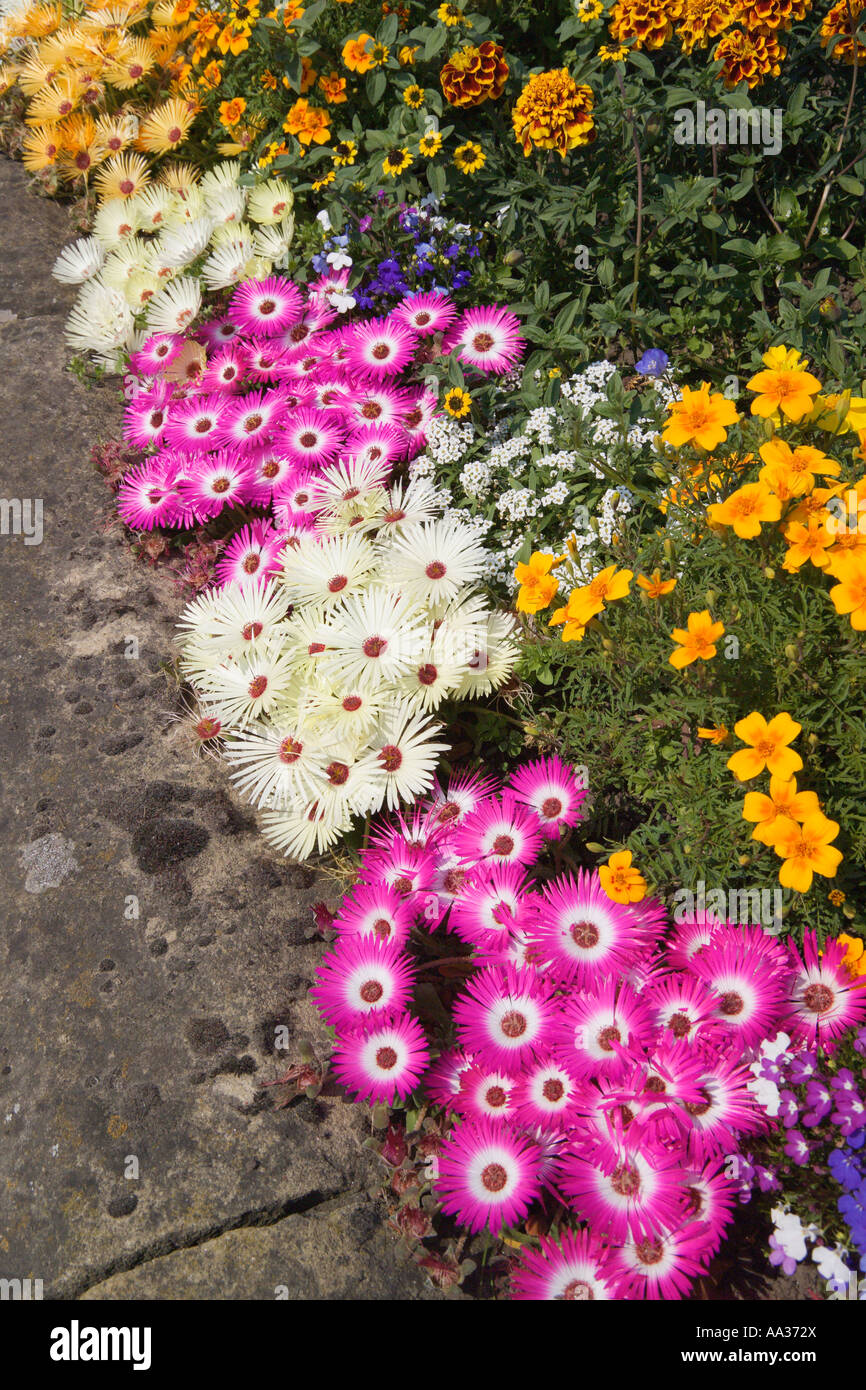 Mesembryanthemum criniflorum hi-res stock photography and images - Alamy
