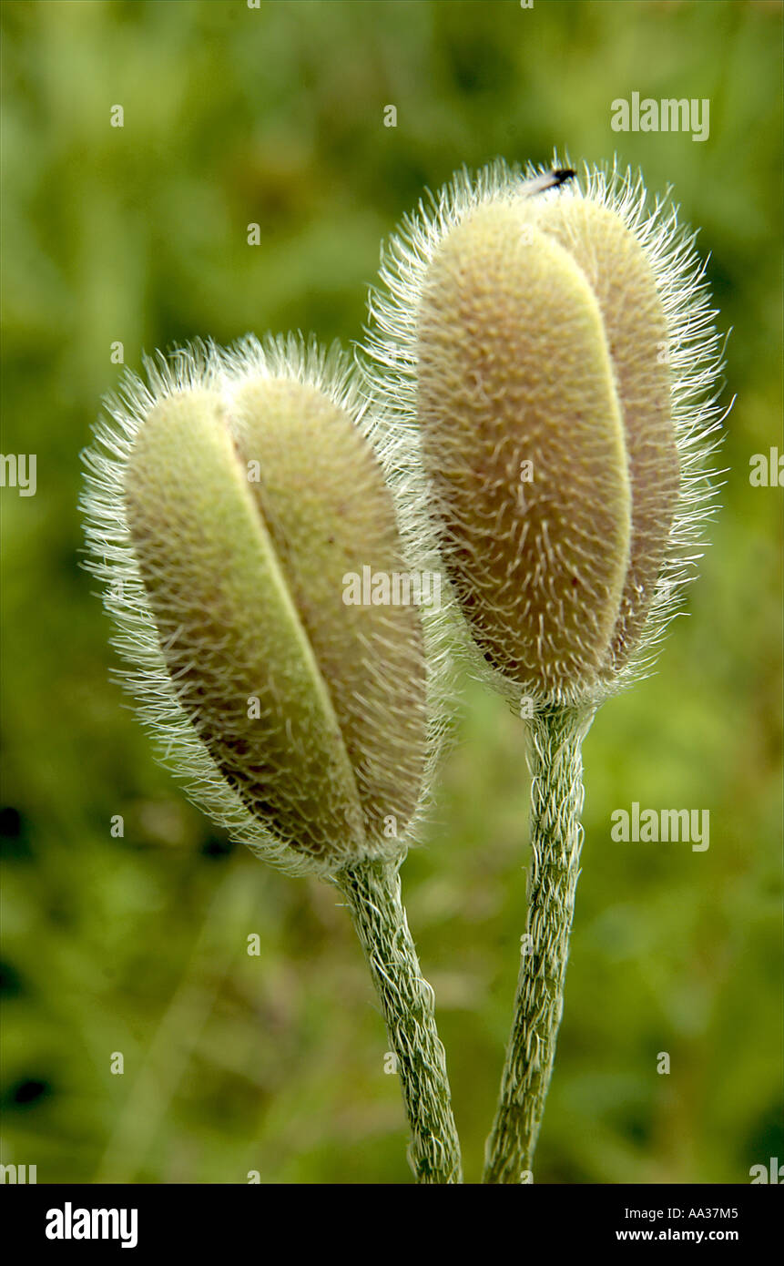 Poppy-heads in the meadow Stock Photo - Alamy