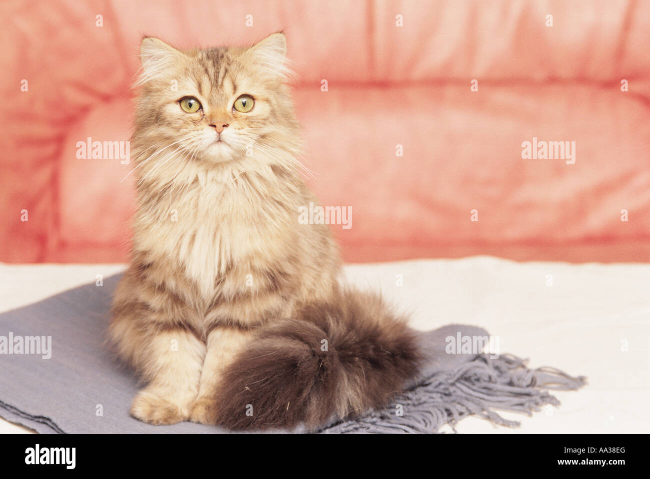 a Turkish Angola cat Stock Photo - Alamy