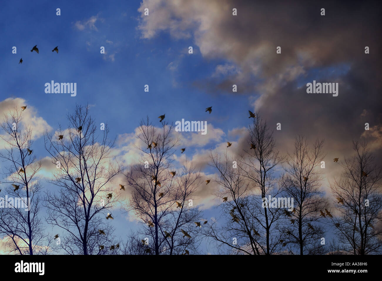 Birds flying from trees Stock Photo - Alamy