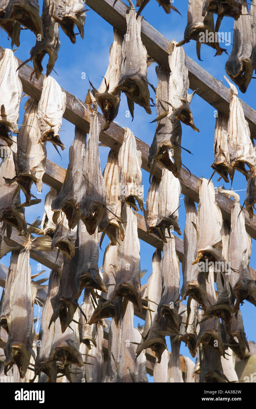 Cod Stockfish on wood drying racks Henningsvaer Lofoten Norway Stock ...