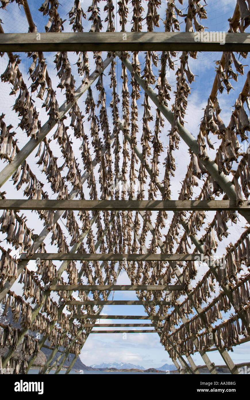 Cod Stockfish on wood drying racks Henningsvaer, Lofoten, Norway Stock ...