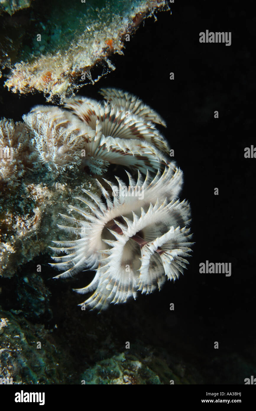 Worm species hi-res stock photography and images - Alamy