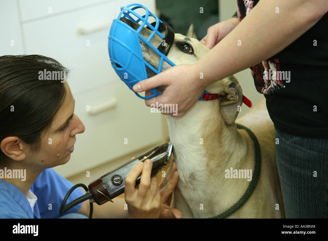 A retired greyhound getting its neck shaved before its blood is taken ...