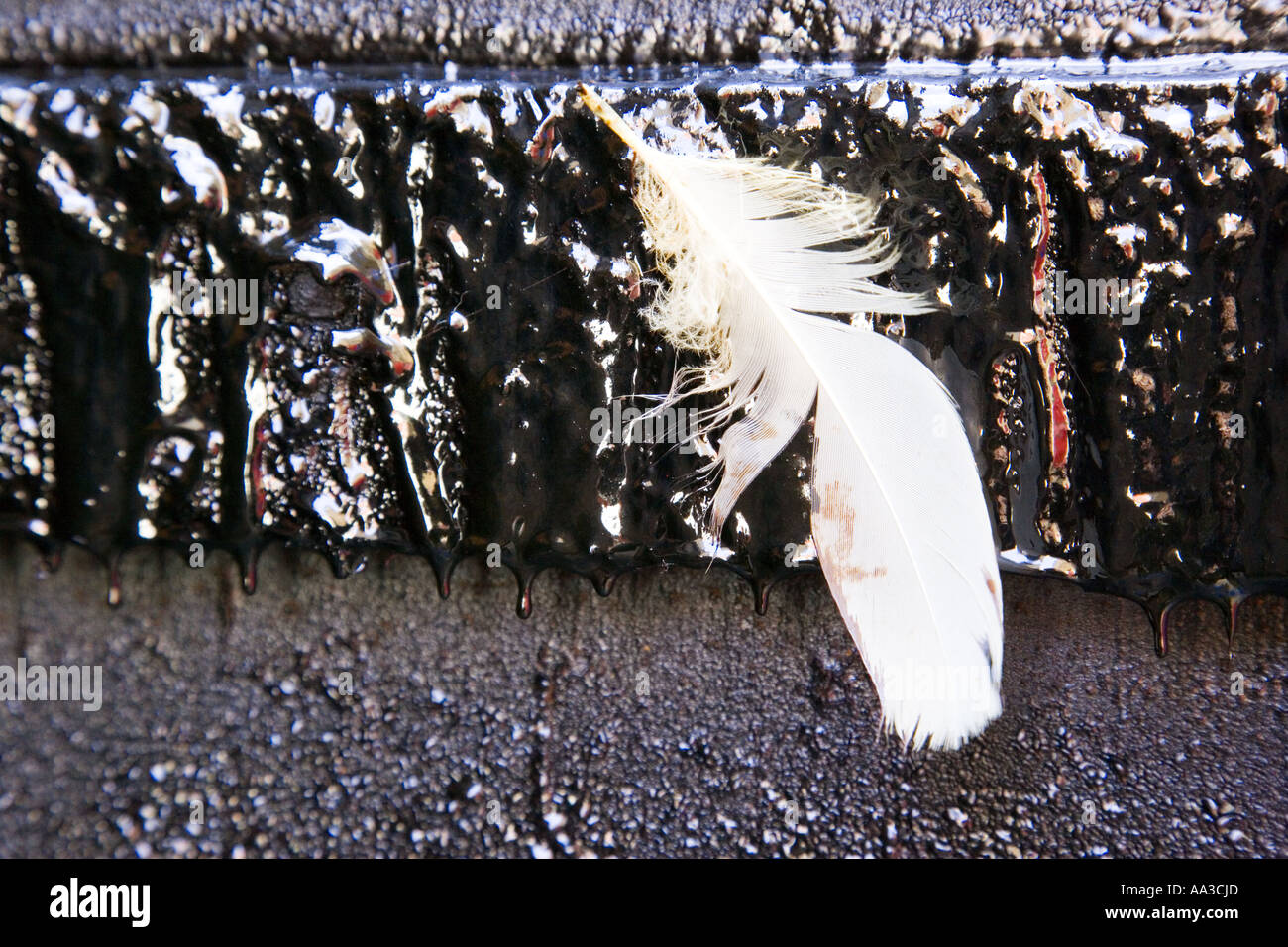 Tar And Feather High Resolution Stock Photography and Images - Alamy