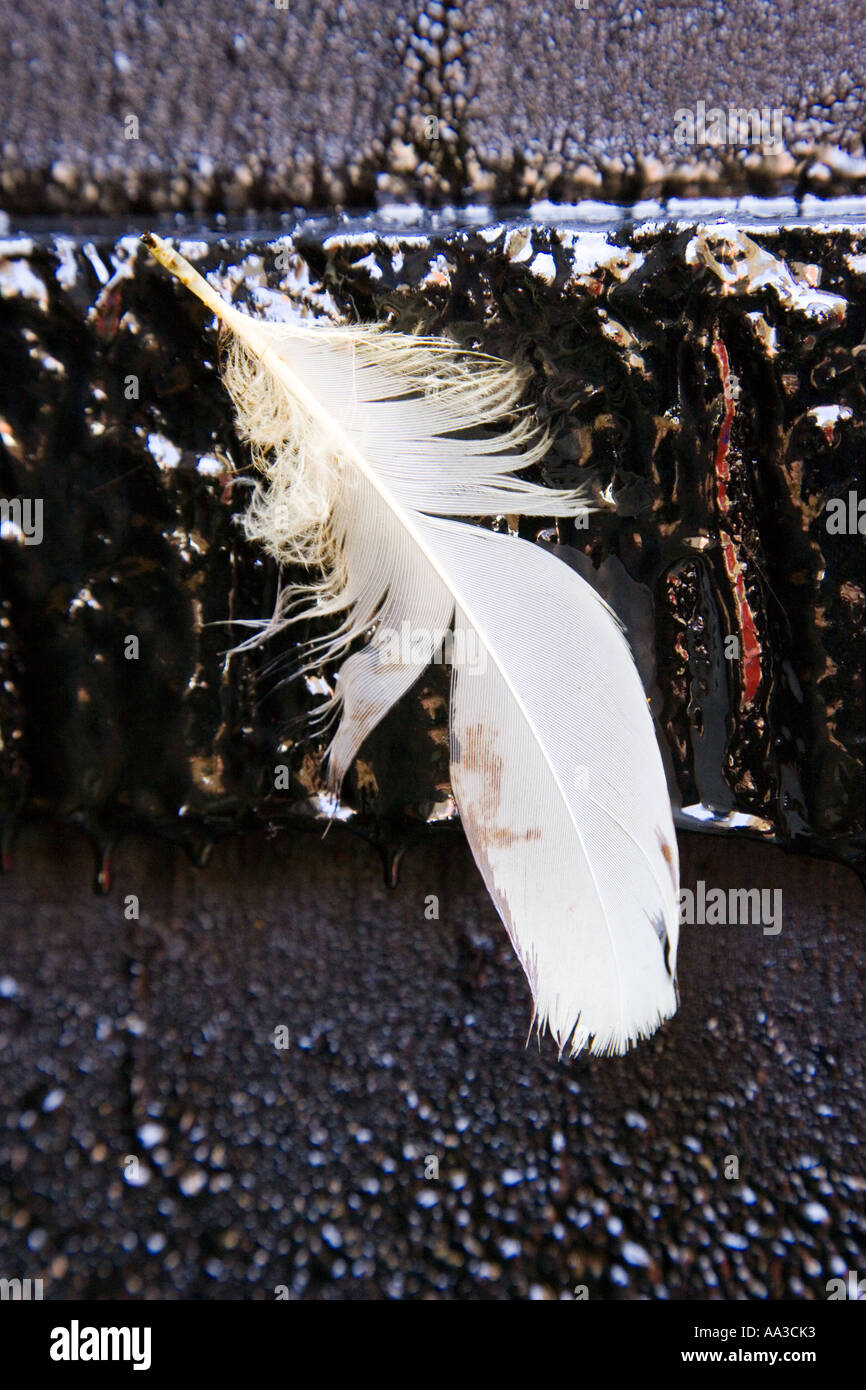 Tar And Feather High Resolution Stock Photography and Images - Alamy