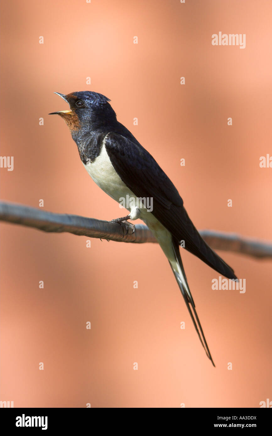 Barn Swallow Hirundo rustica adult male perched on a wire singing with ...