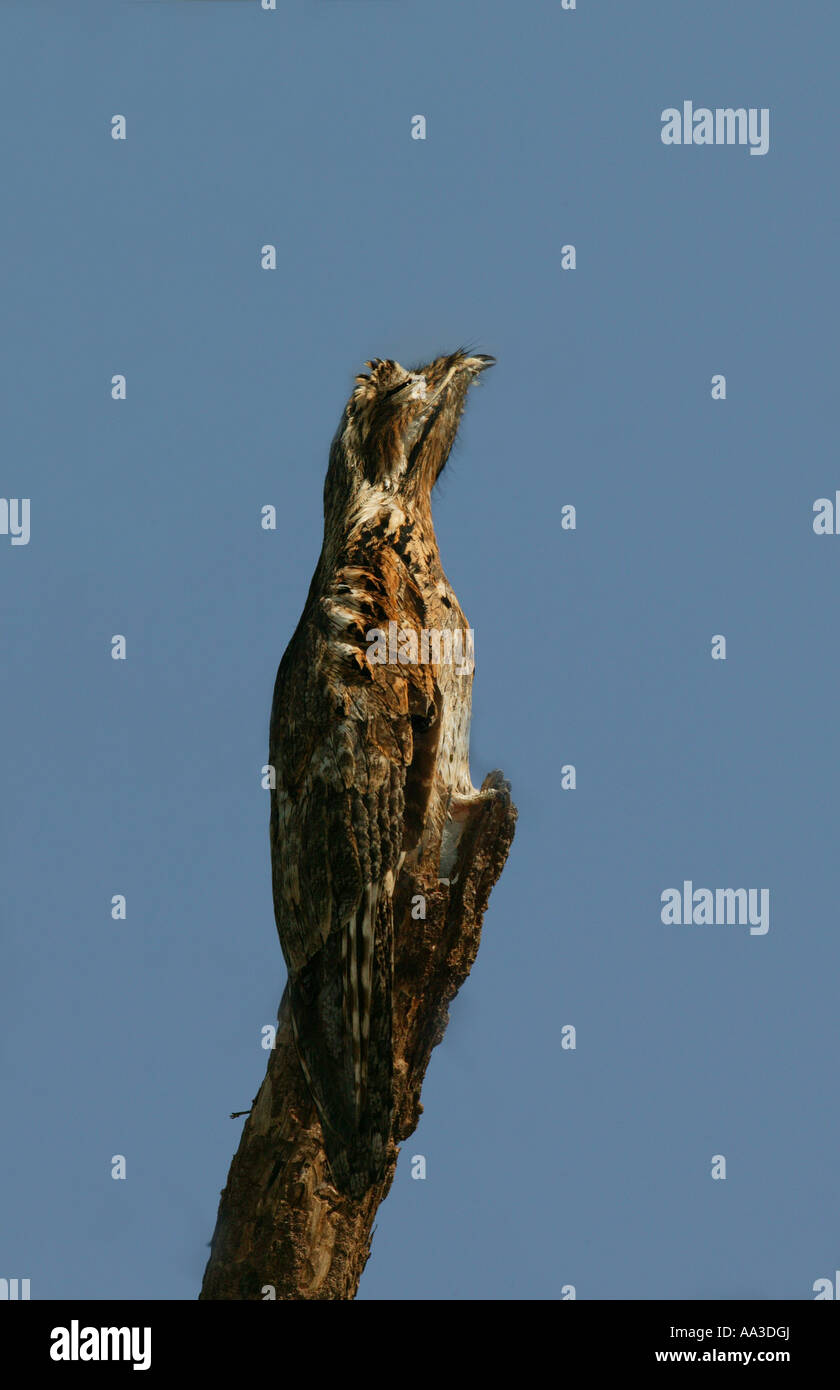 Potoo bird hi-res stock photography and images - Alamy