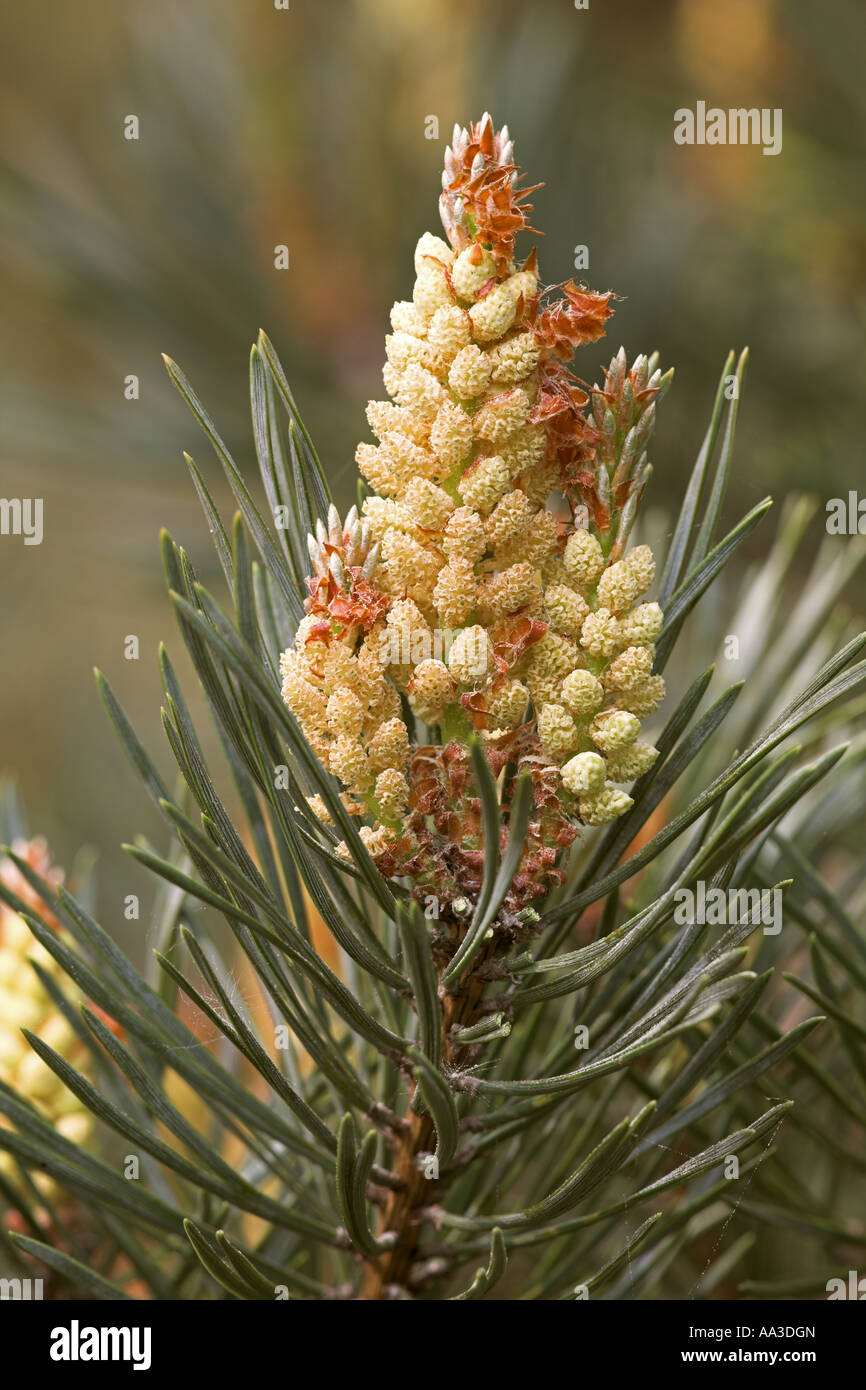 Scots Pine Pinus sylvestris close-up of male flowers, Potteric Carr ...