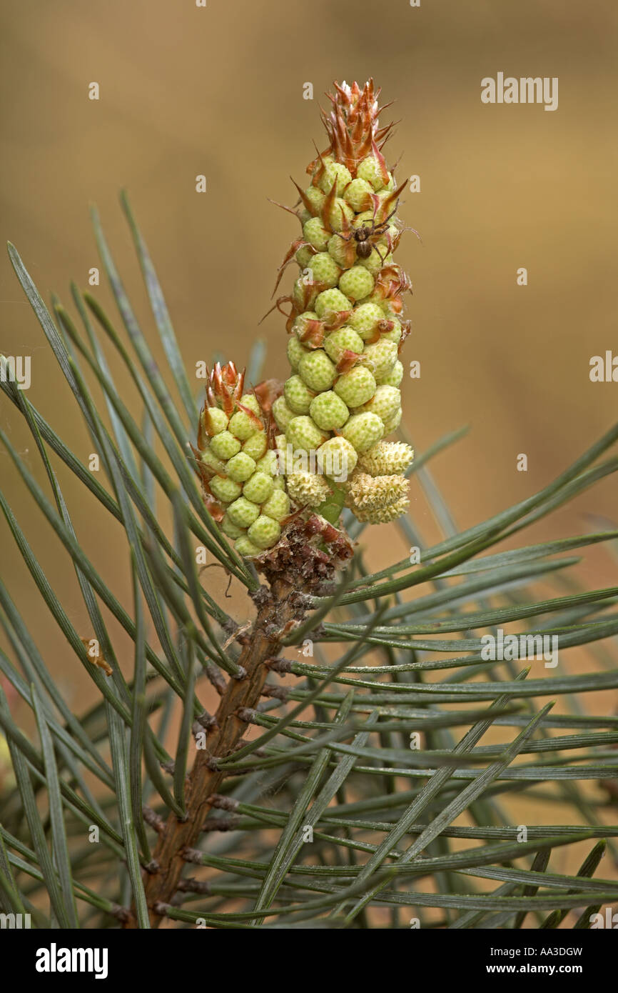 Scots pine male flowers hi-res stock photography and images - Alamy