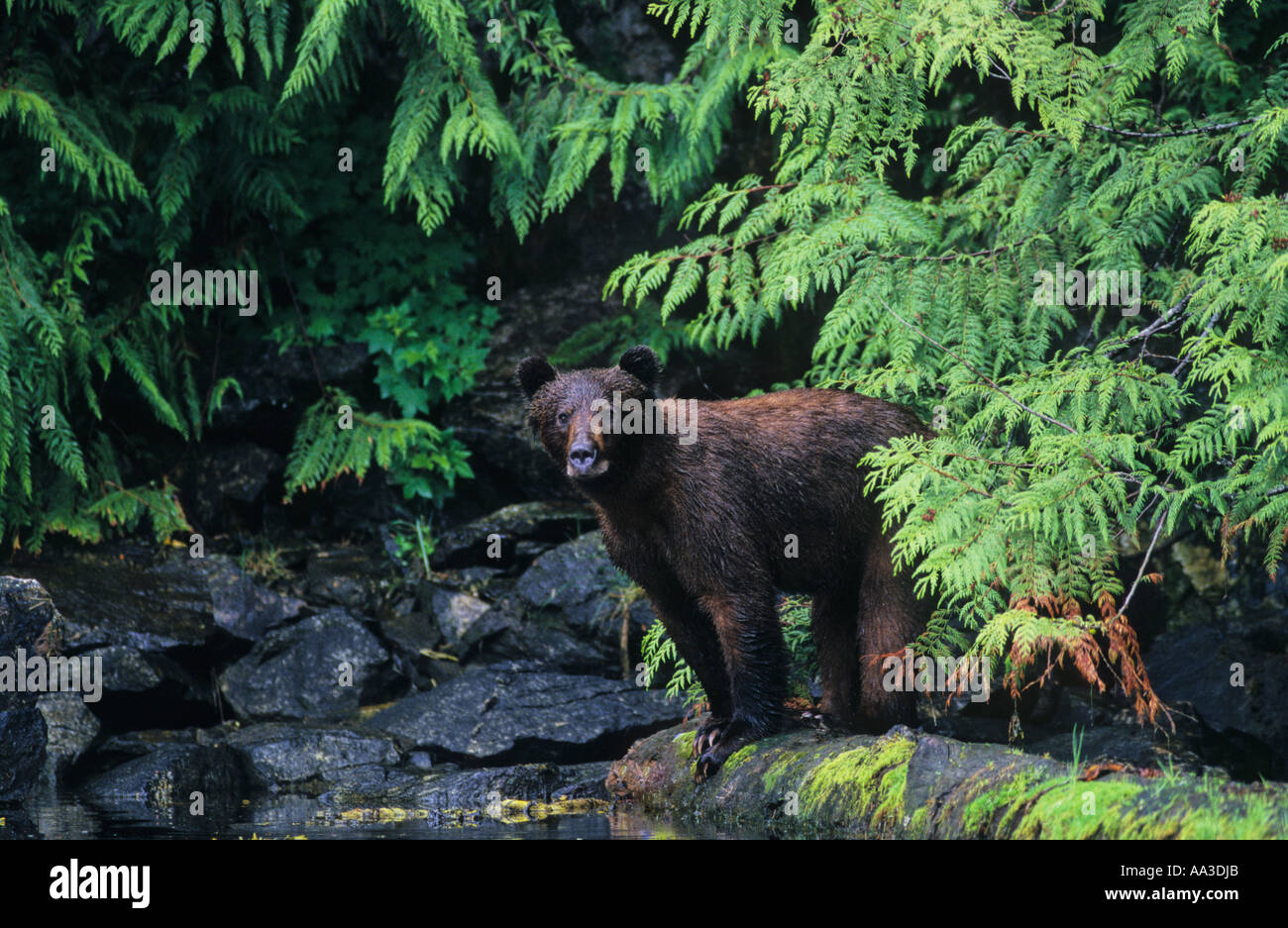 Knight inlet canada hi-res stock photography and images - Alamy