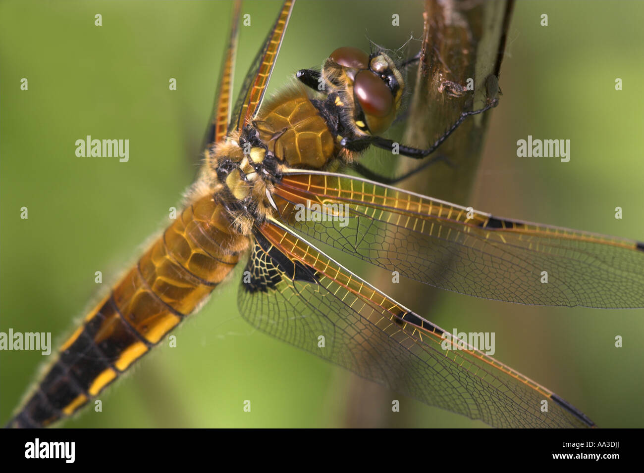 Four-spot Chaser Libellula quadrimaculata adult female at rest on a ...