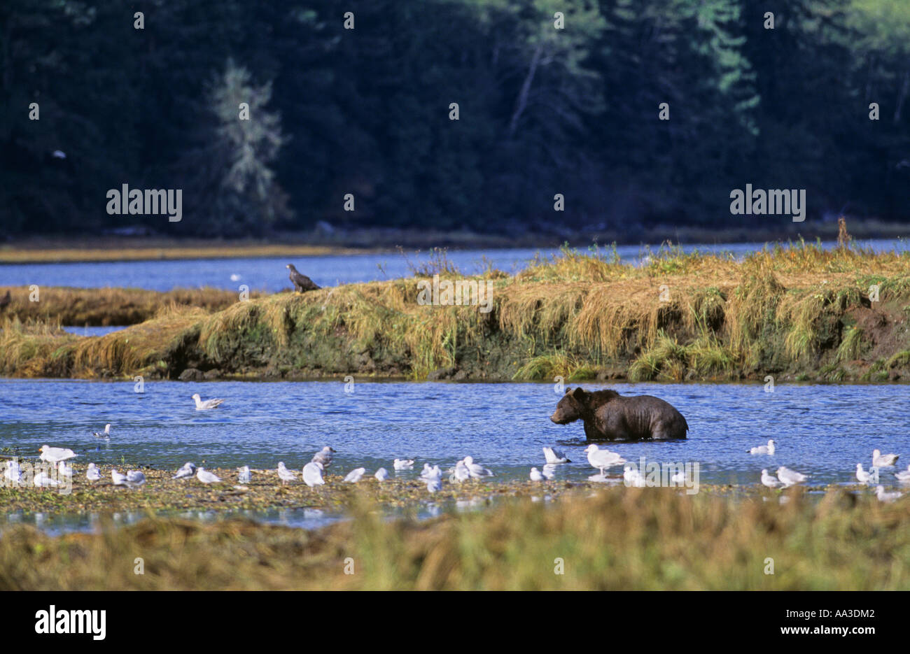 Knight inlet estuary hi-res stock photography and images - Alamy