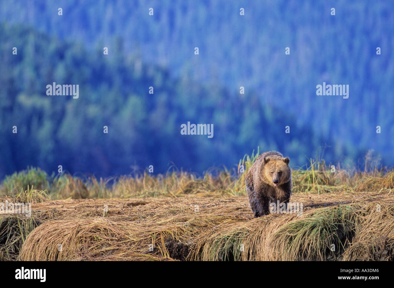 Grizzly bears are a major tourist attraction in Knight Inlet West Coast ...
