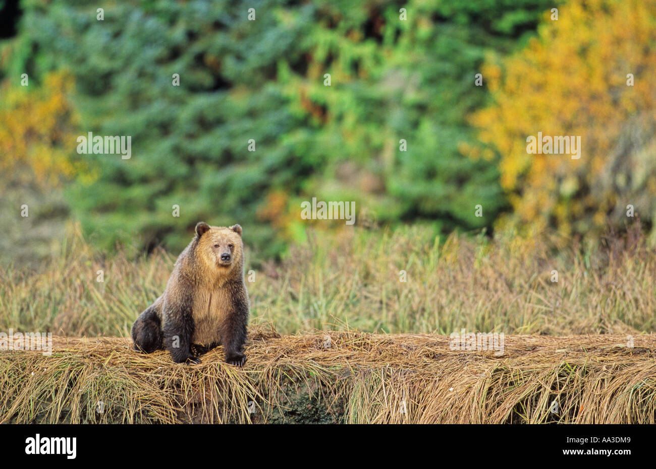 Knight inlet estuary hi-res stock photography and images - Alamy