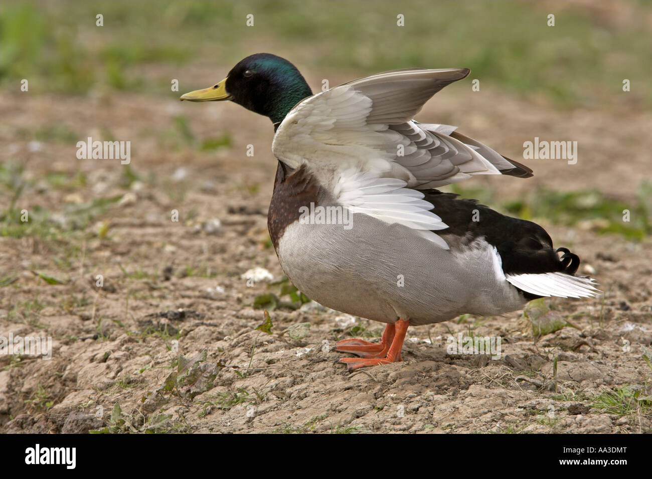 Mallard Anas platyrhynchos adult male wing stretching, Cley Marsh ...