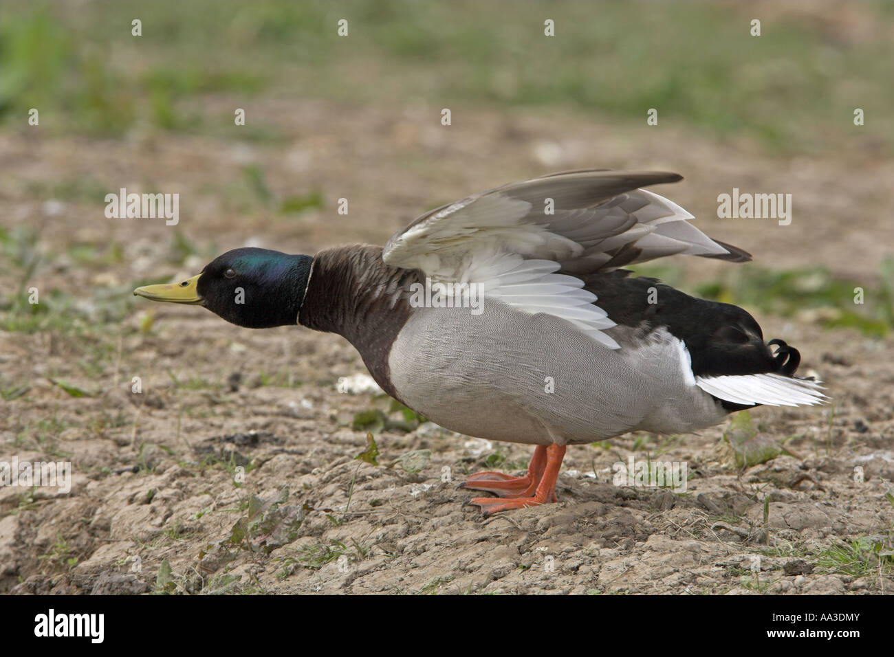 Mallard Anas platyrhynchos adult male wing stretching, Cley Marsh ...