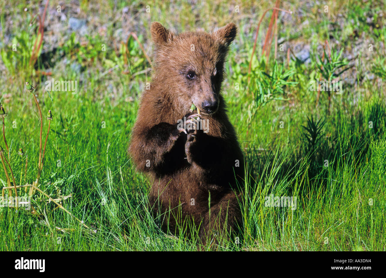 A cute little grizzly bear baby eating dandelions Stock Photo - Alamy