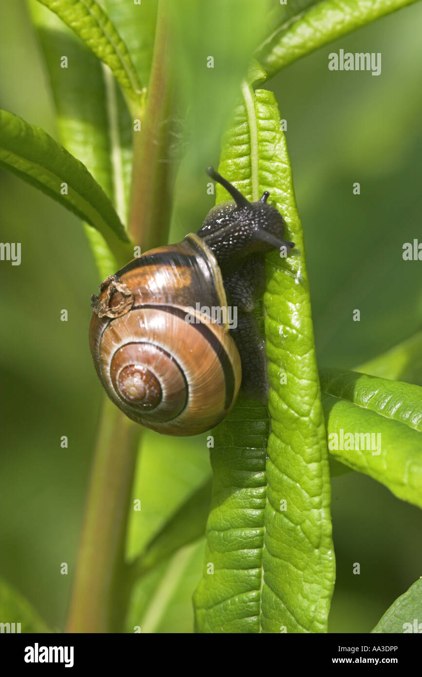 White-lipped Grove Snail Cepaea nemoralis on a Rosebay Willowherb leaf ...