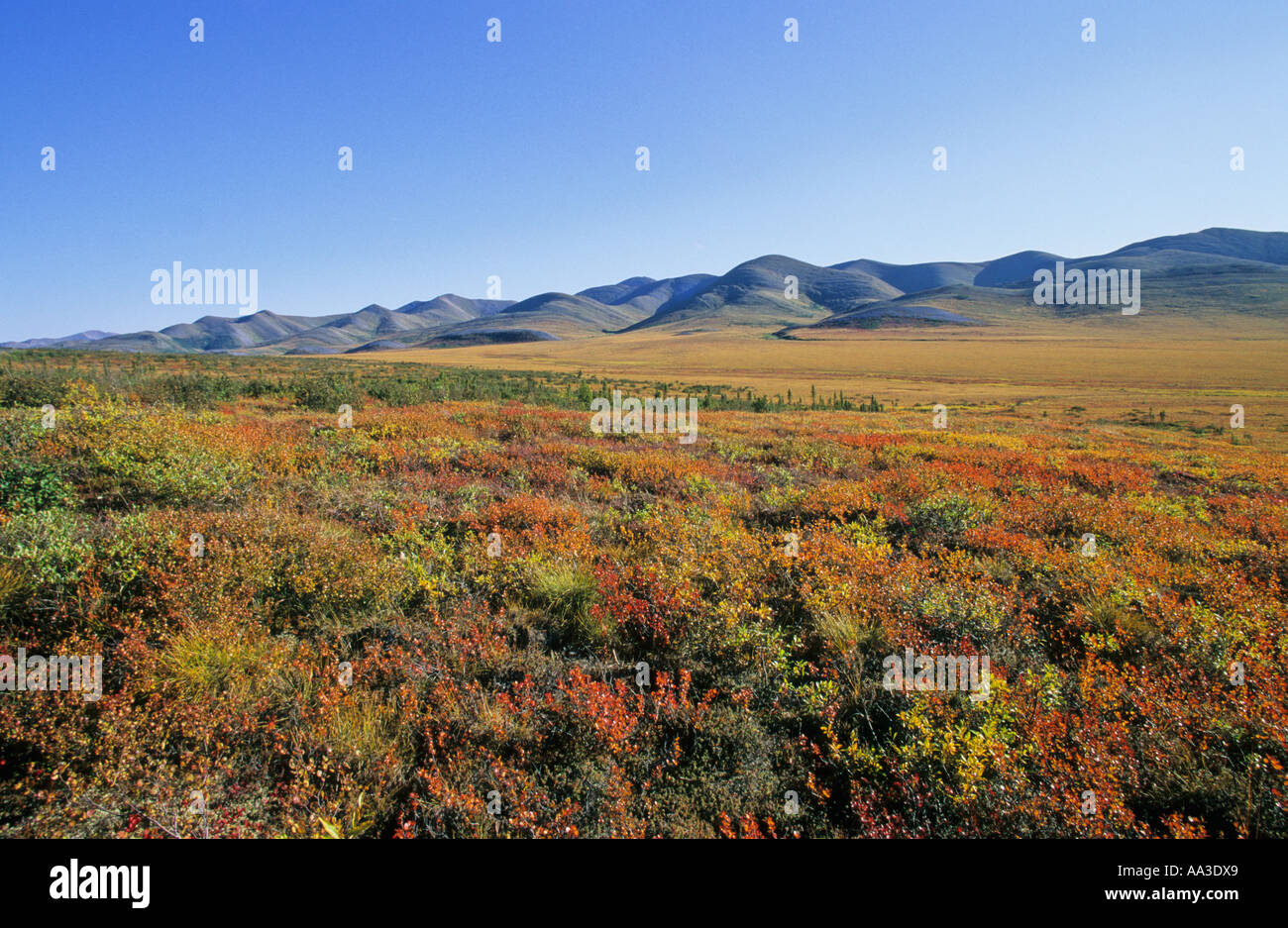 Tundra in fall colours hi-res stock photography and images - Alamy