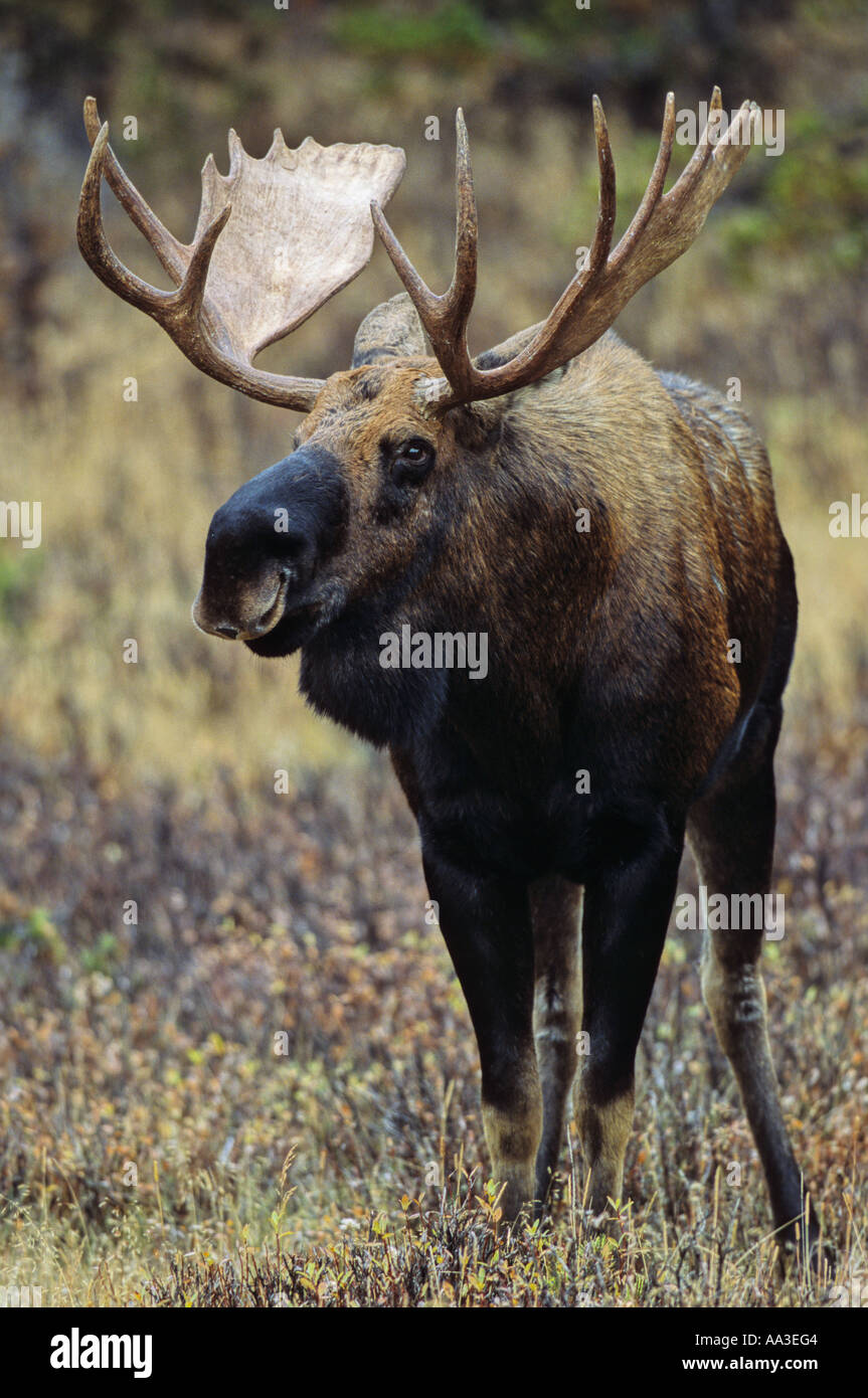 Kananaskis bull moose hi-res stock photography and images - Alamy