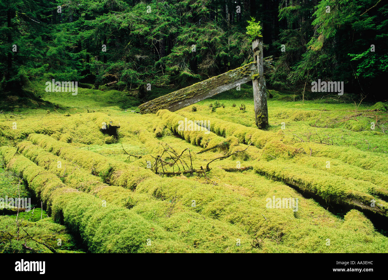 Haida Longhouse ruins Queen Charlotte Islands BC Canada Stock Photo - Alamy
