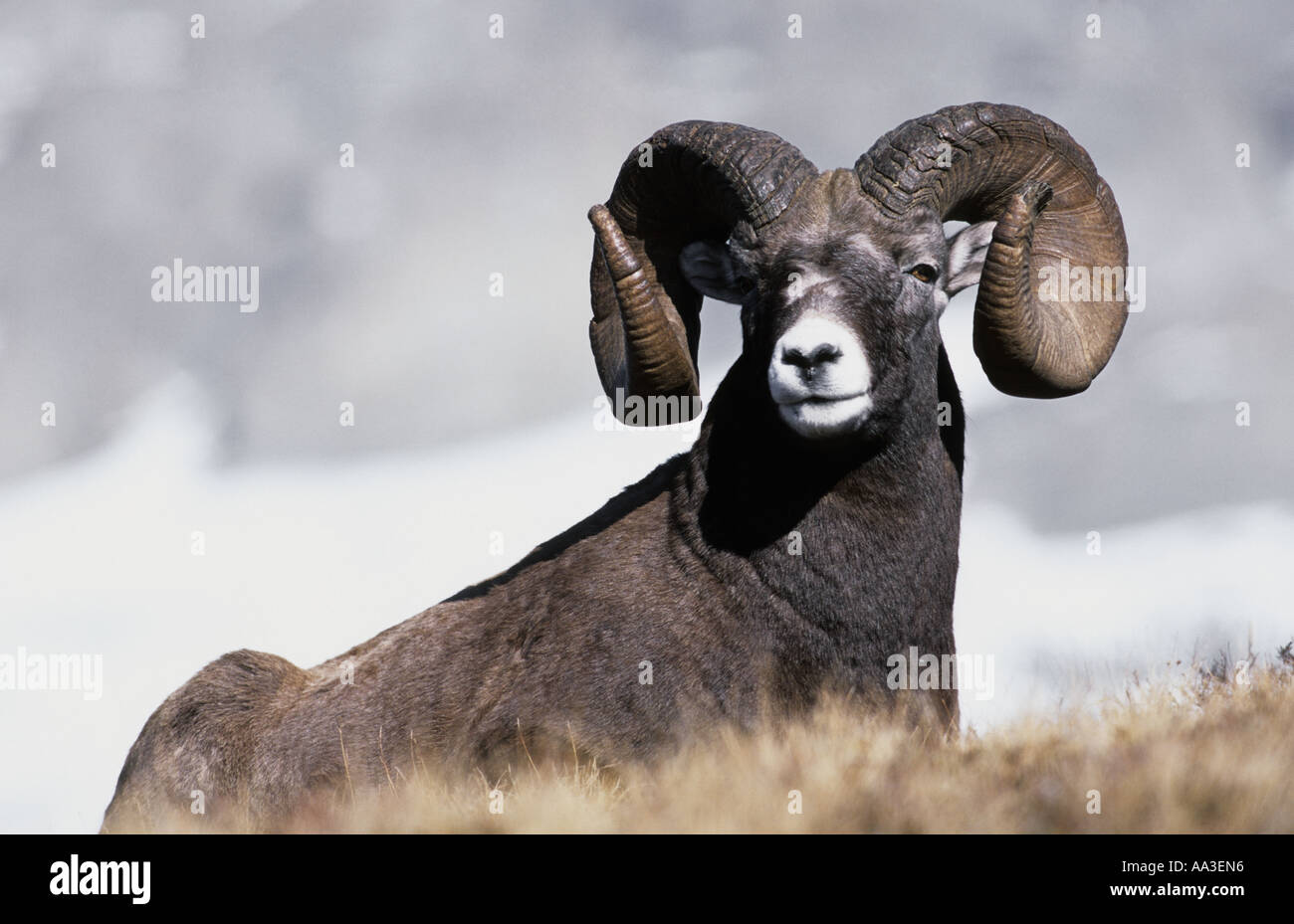 Bighorn sheep ram Stock Photo - Alamy