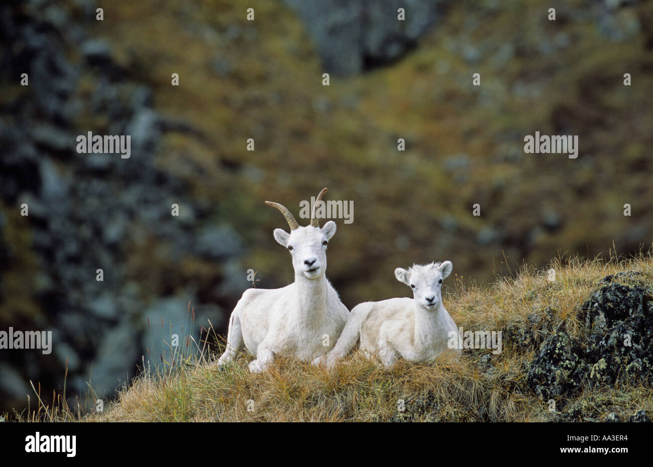 Dall Sheep And Baby High Resolution Stock Photography and Images - Alamy