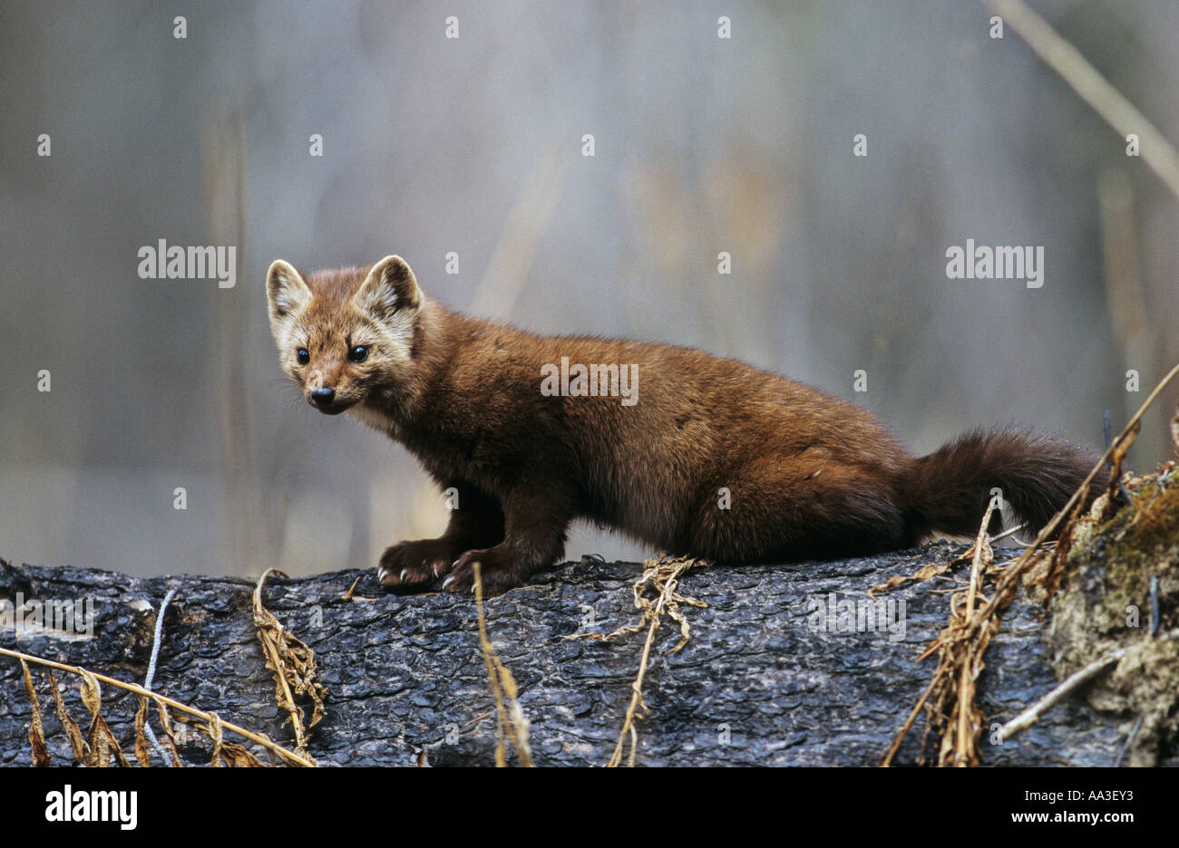 Marten and sable hi-res stock photography and images - Alamy