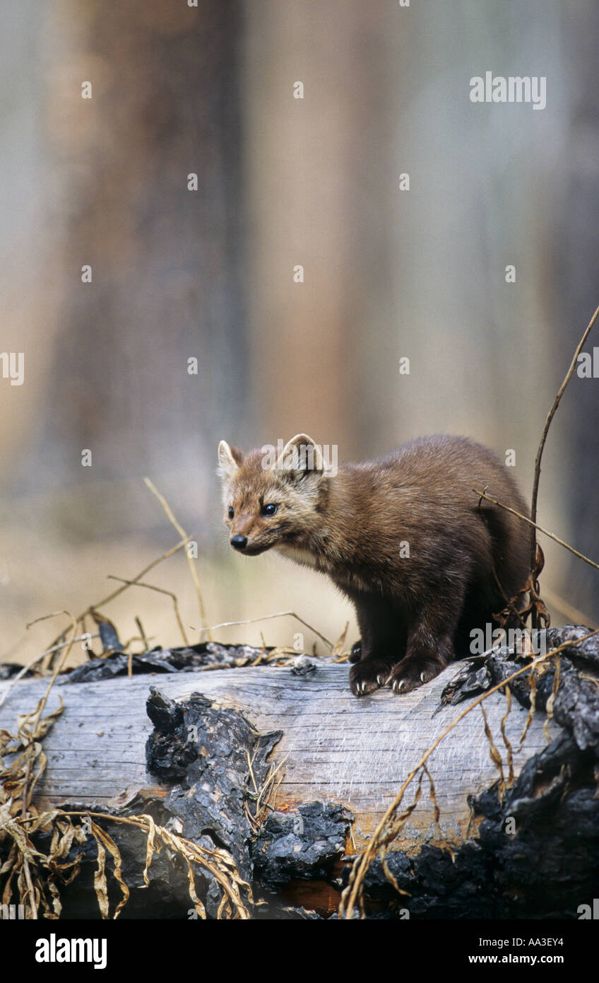 Marten and sable hi-res stock photography and images - Alamy