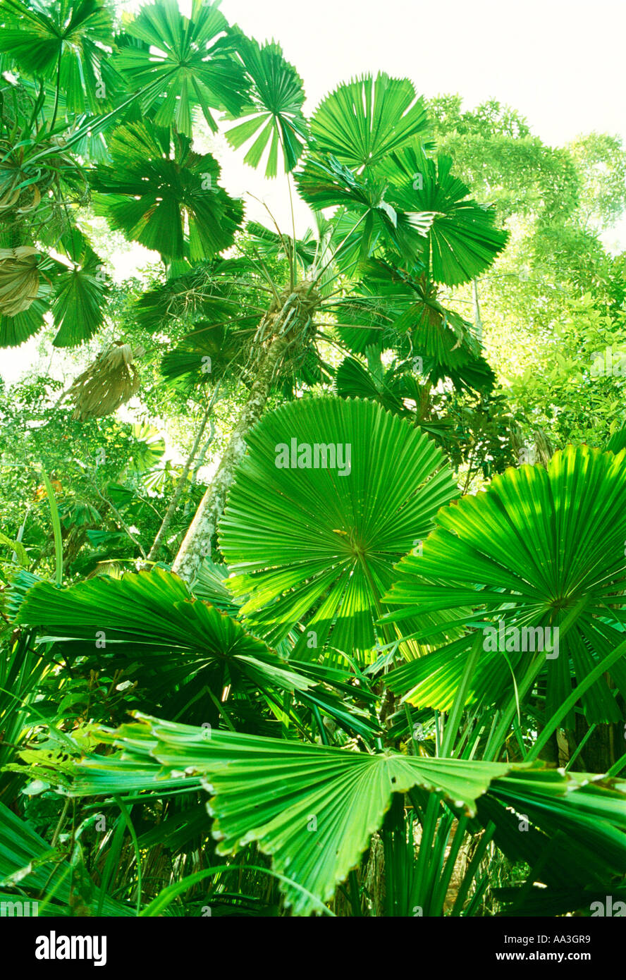 Fan Palms In Rainforest Stock Photos & Fan Palms In Rainforest Stock ...