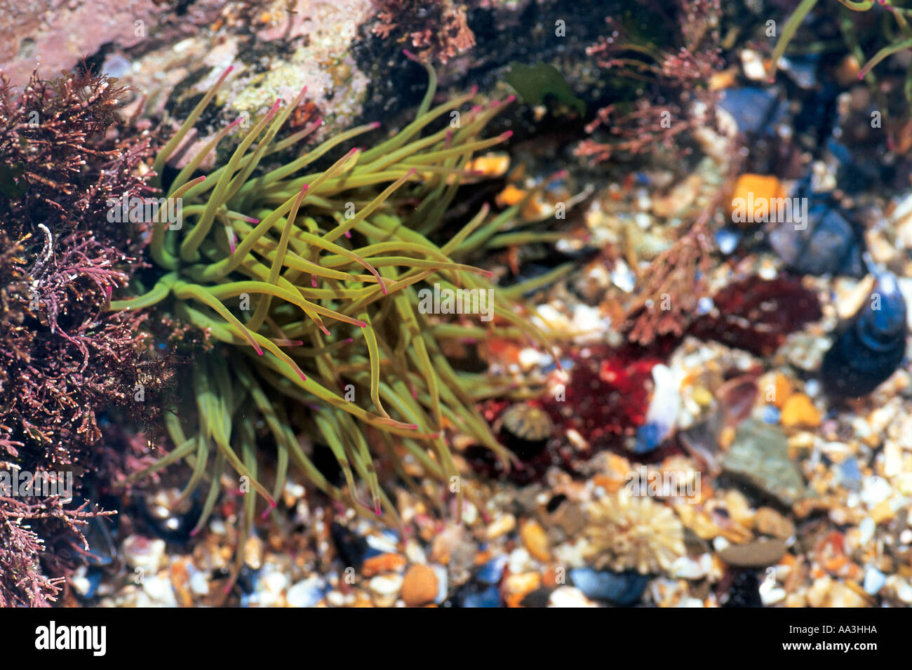 Rock pool cornwall wildlife hi-res stock photography and images - Alamy