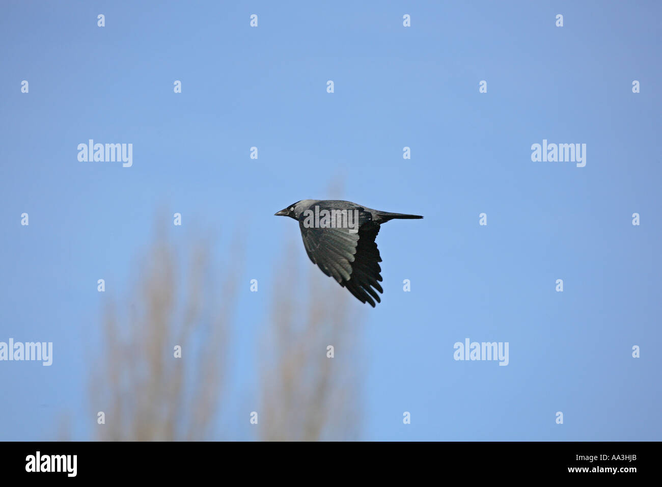 Jackdaw uk cornwall hi-res stock photography and images - Alamy