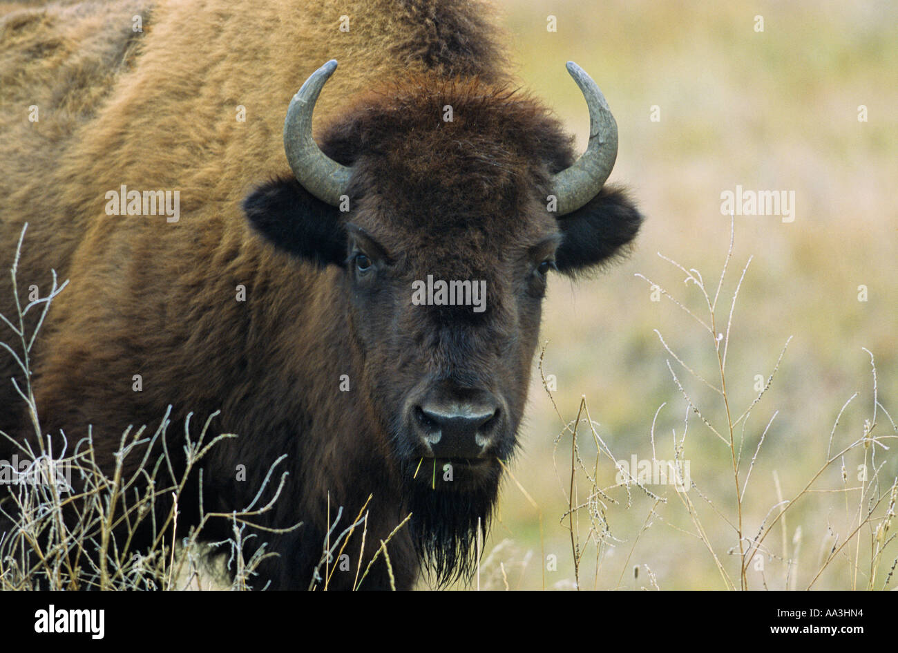 Wood bison boreal hi-res stock photography and images - Alamy