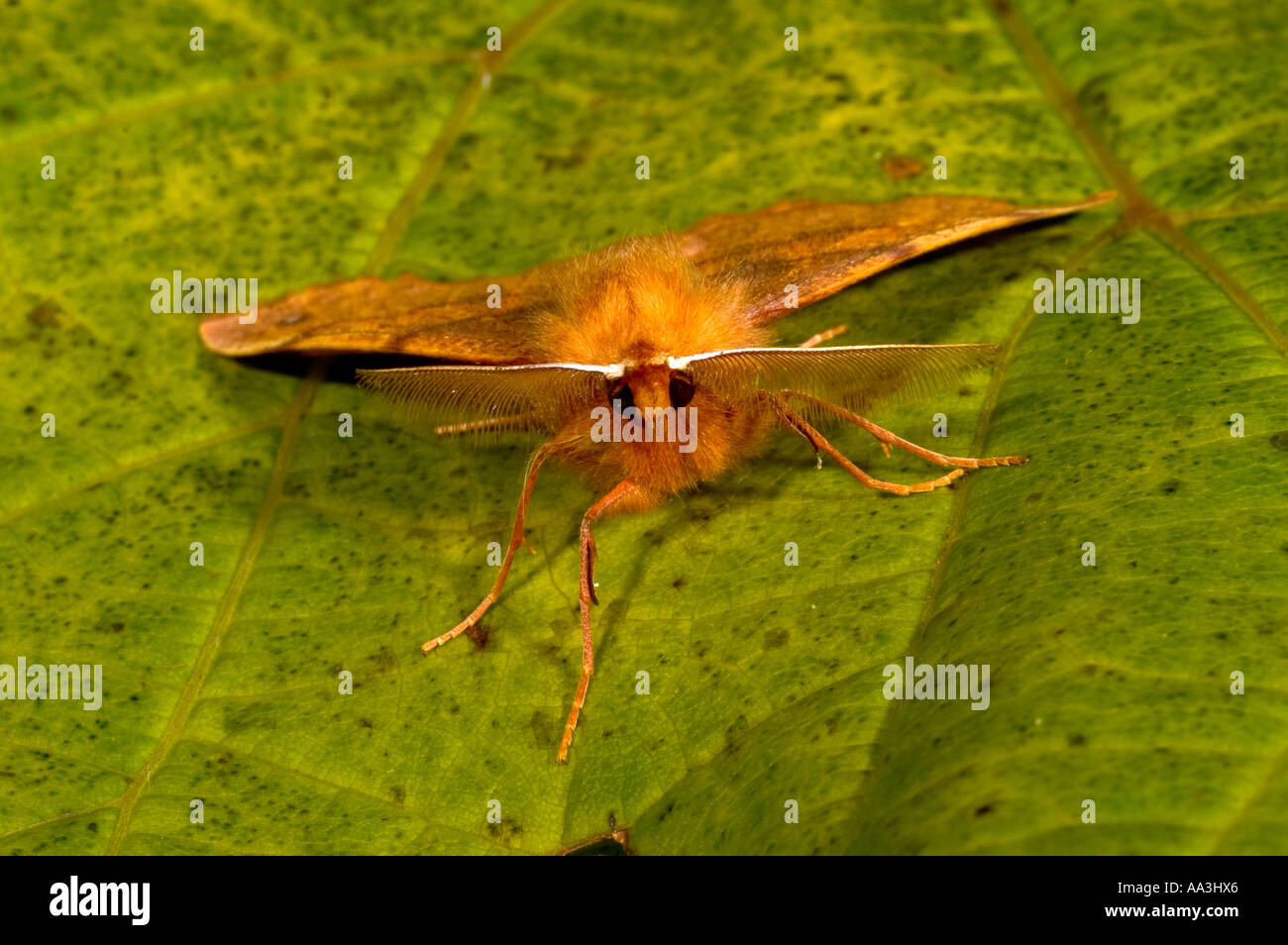 Feathered thorn hi-res stock photography and images - Alamy