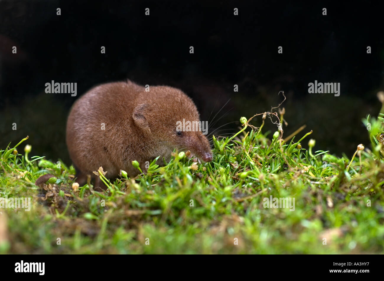 Sorex araneus uk hi-res stock photography and images - Alamy