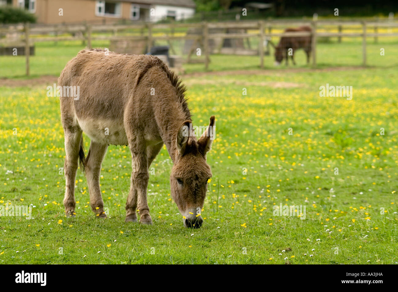 Donkey grazing Cornwall Stock Photo - Alamy