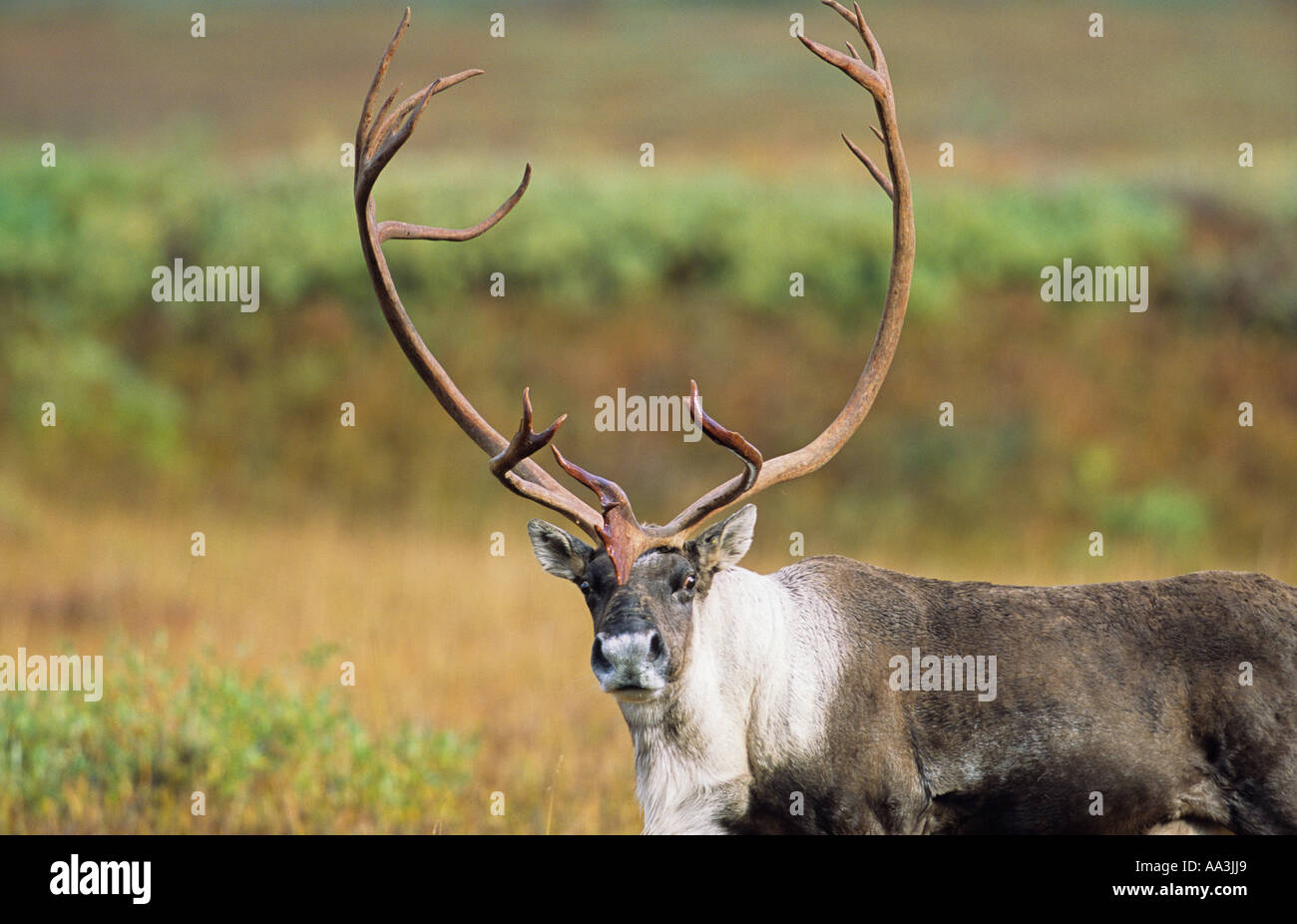 Barren ground caribou north canada hi-res stock photography and images ...