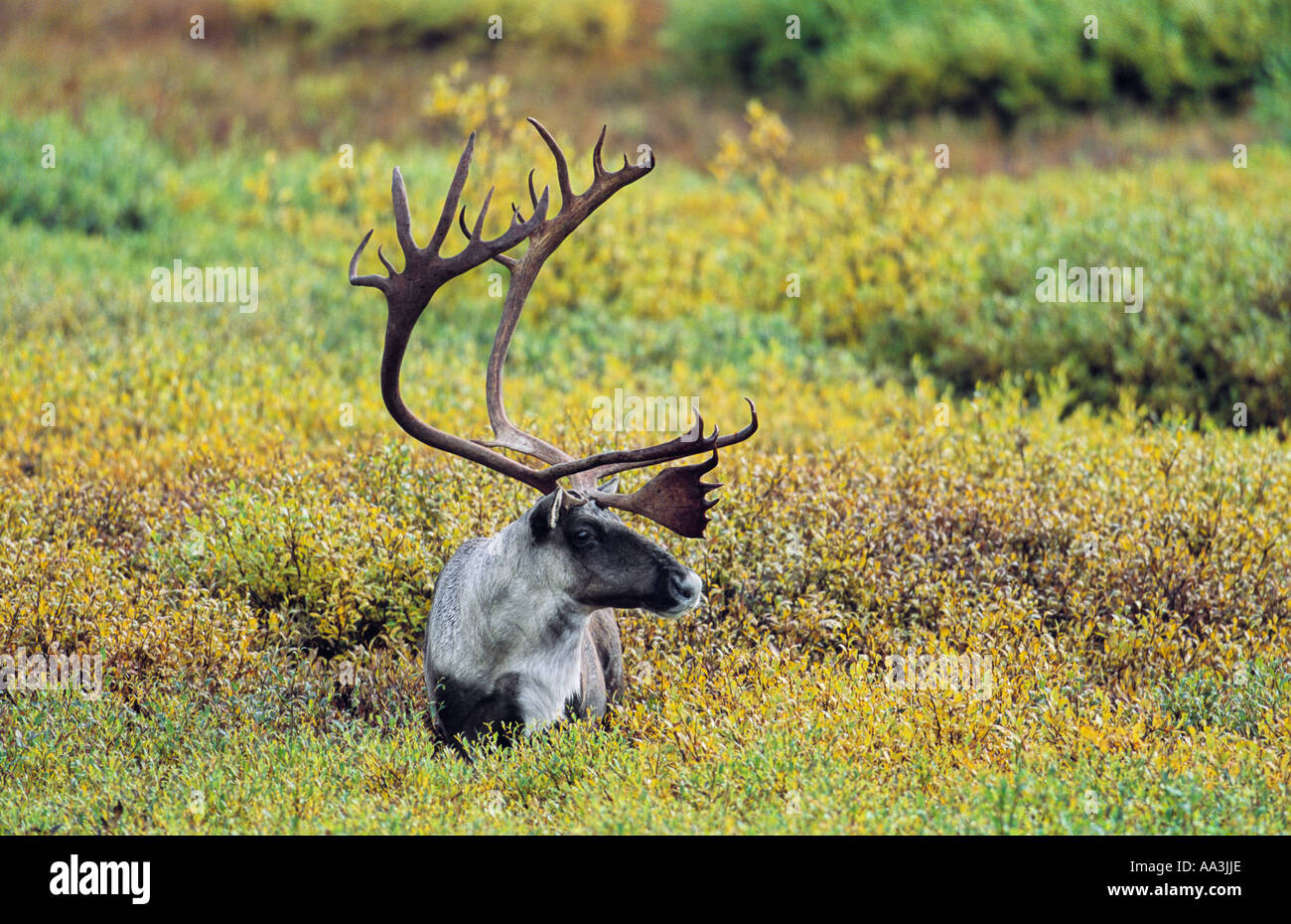 Barren ground caribou hi-res stock photography and images - Alamy