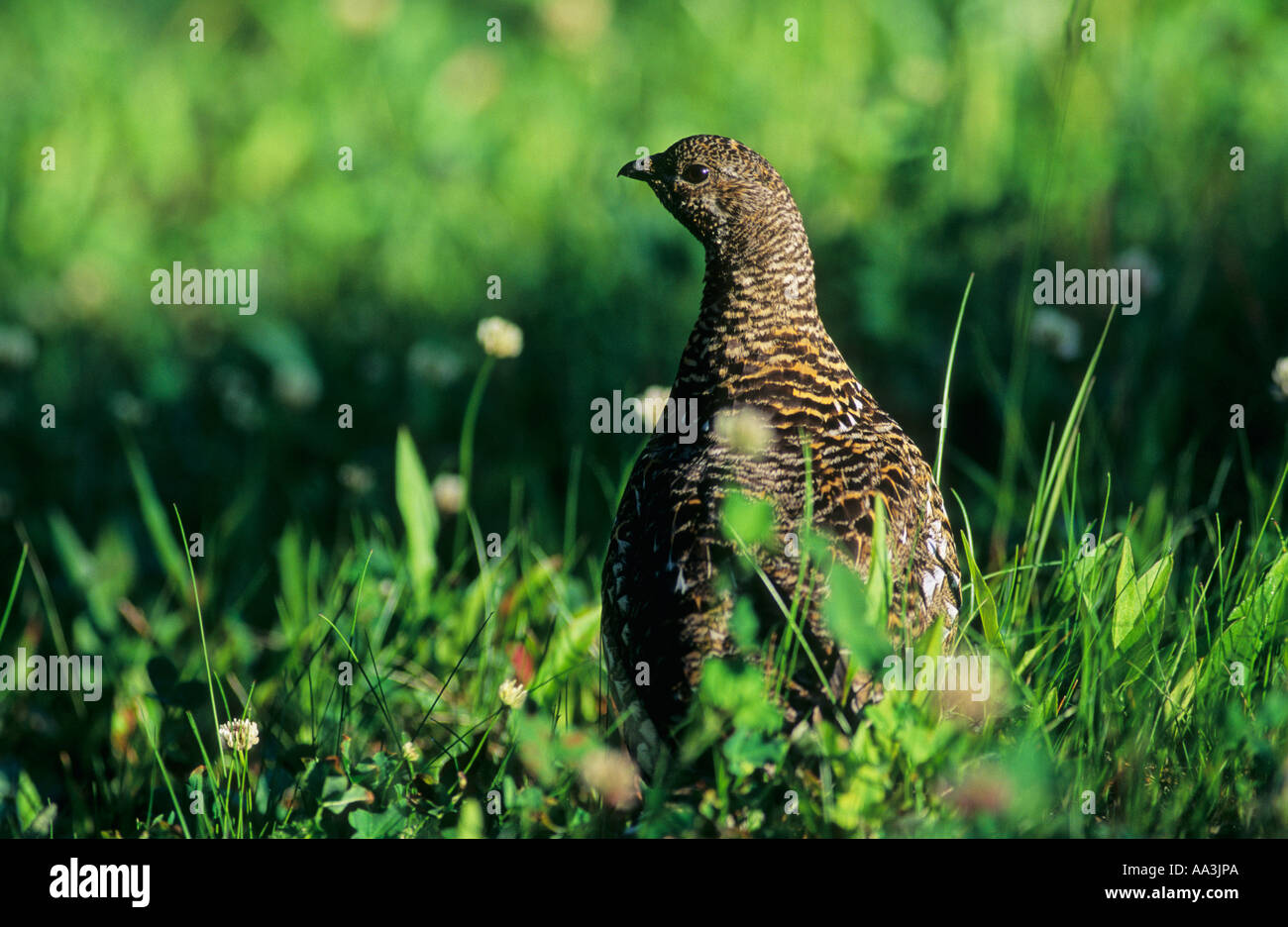 Canadian hen hi-res stock photography and images - Alamy