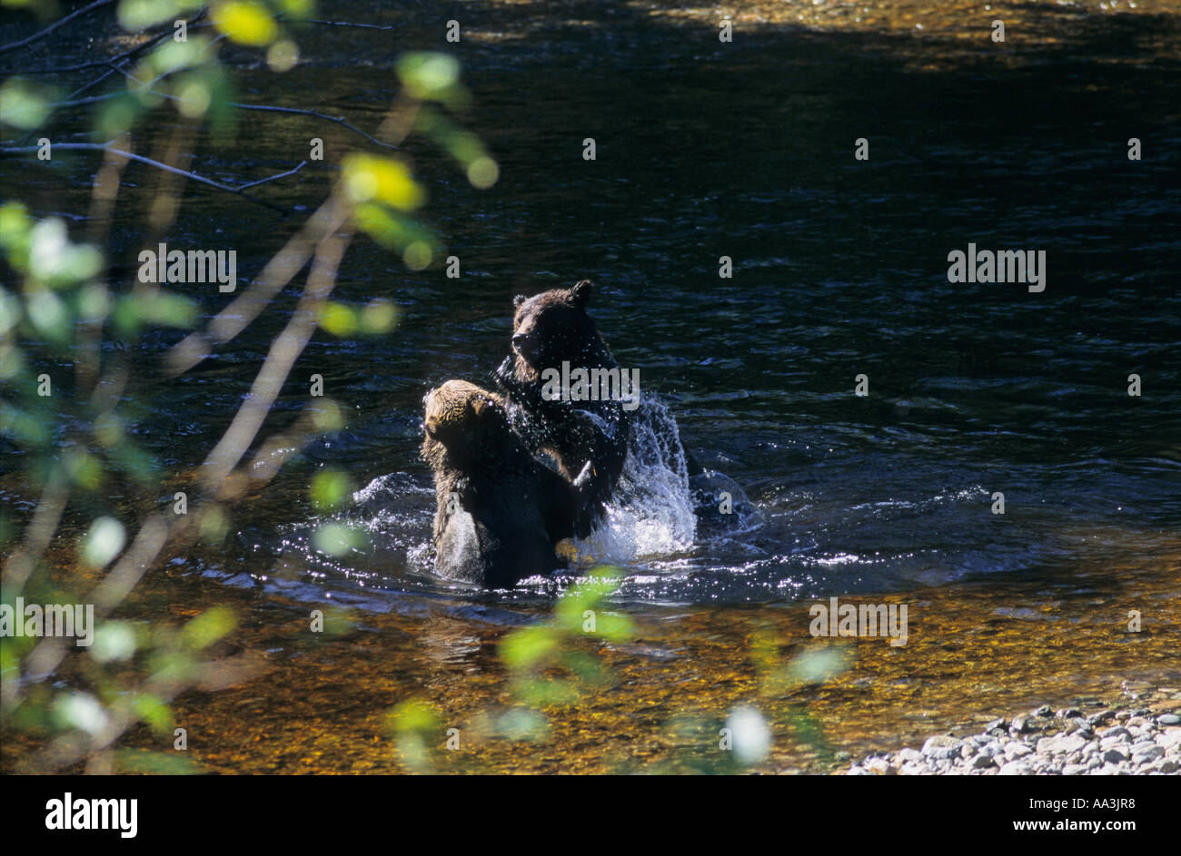 Knight inlet bears hi-res stock photography and images - Alamy