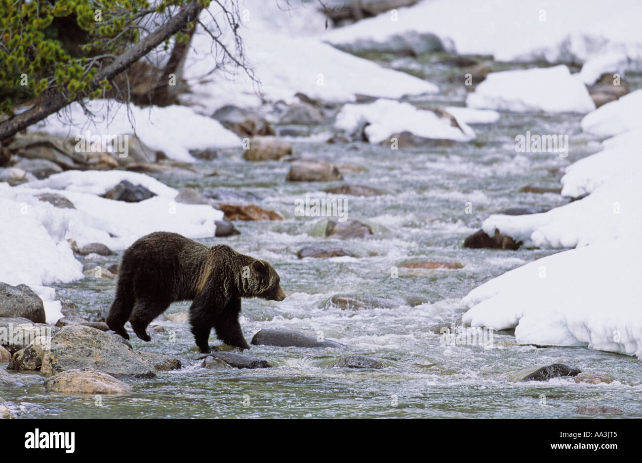 Grizzly bear in Banff National Park, Alberta, Canada Stock Photo - Alamy