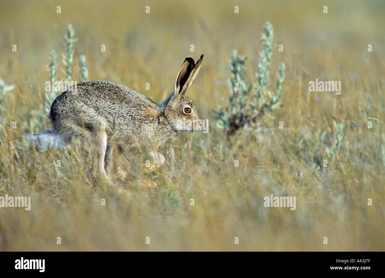 White tailed jackrabbit lepus townsendii jackrabbit hi-res stock ...