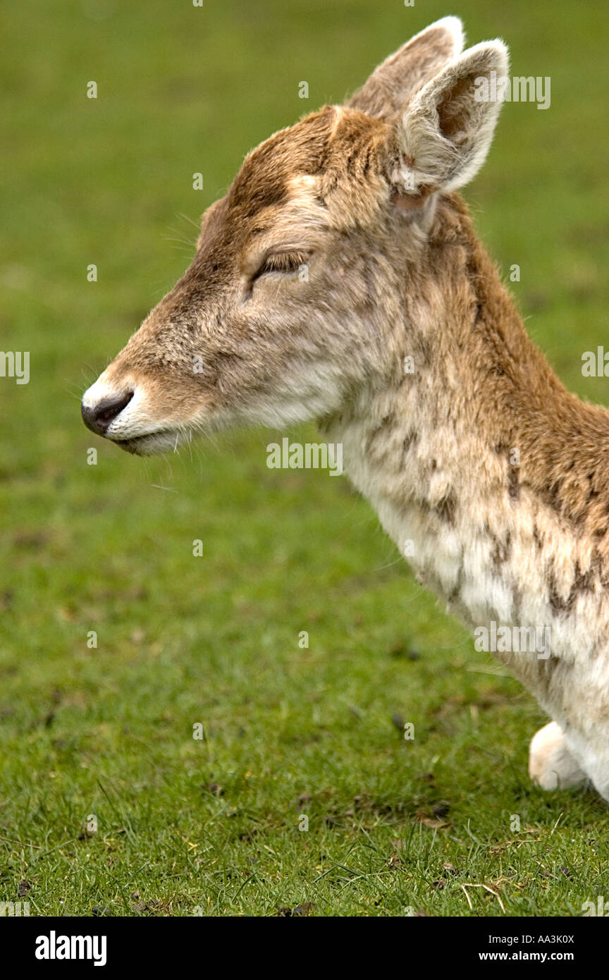 Young Red Deer Stock Photo - Alamy