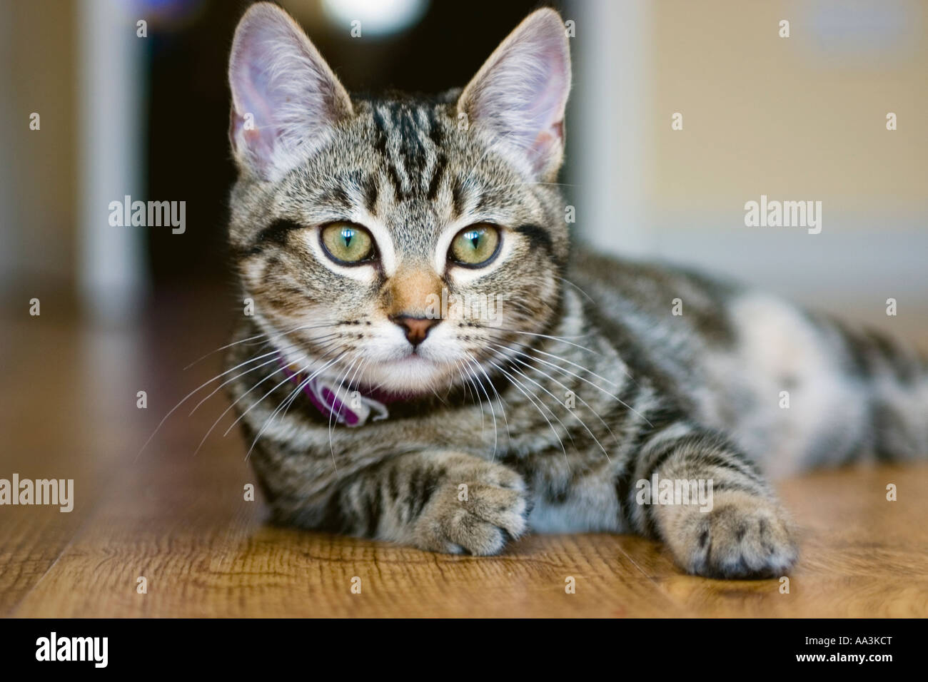Cat called Libby lying down on wooden floor Stock Photo - Alamy